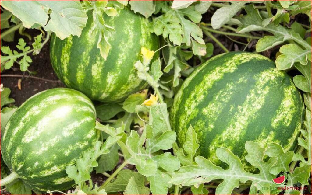 time plant watermelon - MelonWatermelonhaven.com