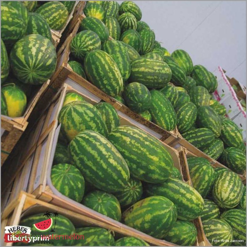 Unravel the Juicy Secrets of Italian Watermelon - Endless Summer ...