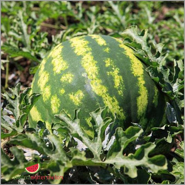 The Ultimate Watermelon-Picking Guide - Insider Tips for Finding the ...