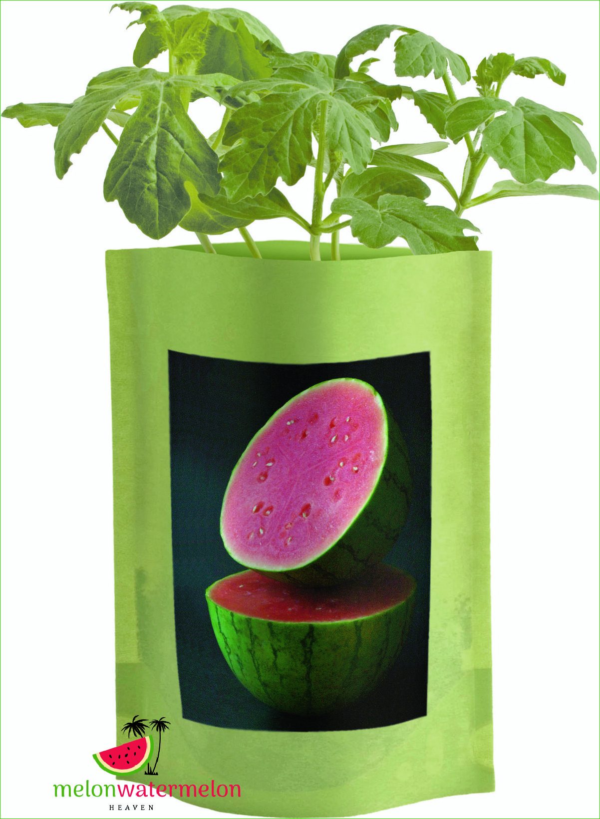 How to Grow Icebox Watermelon: A Comprehensive Guide - [Updated ...