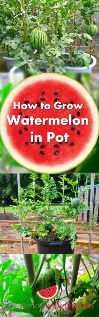 How to Grow Watermelons in a Small Space - [Updated May 2026 ]